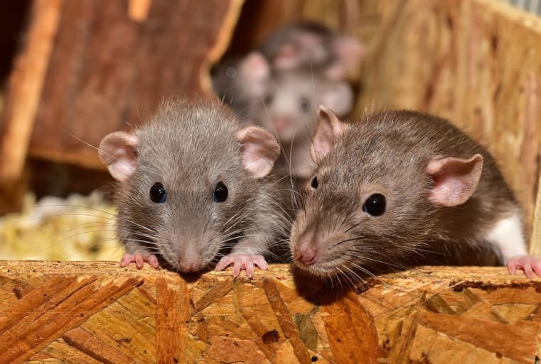 Rattenbekämpfung: Was tun gegen Ratten in Haus und Garten?